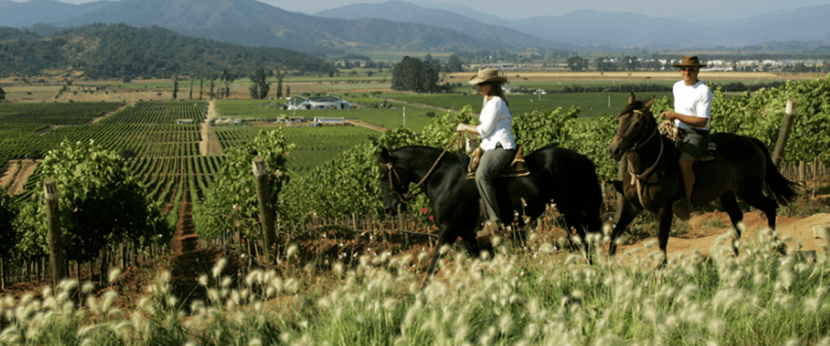 Ensenada: Lovaglás a szőlőültetvényeken | GetYourGuide