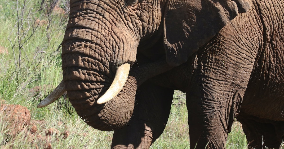 Private Tour: Aquila Game Reserve & Wildlife Safari - Big5 | GetYourGuide