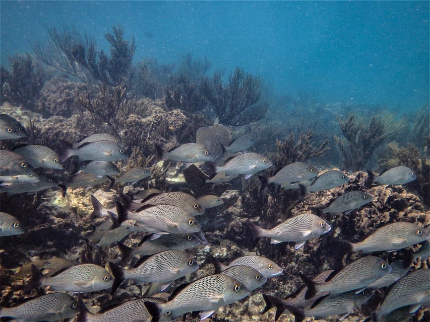 From Riviera Maya: Snorkeling & Private Cenote Half-Day Tour | GetYourGuide