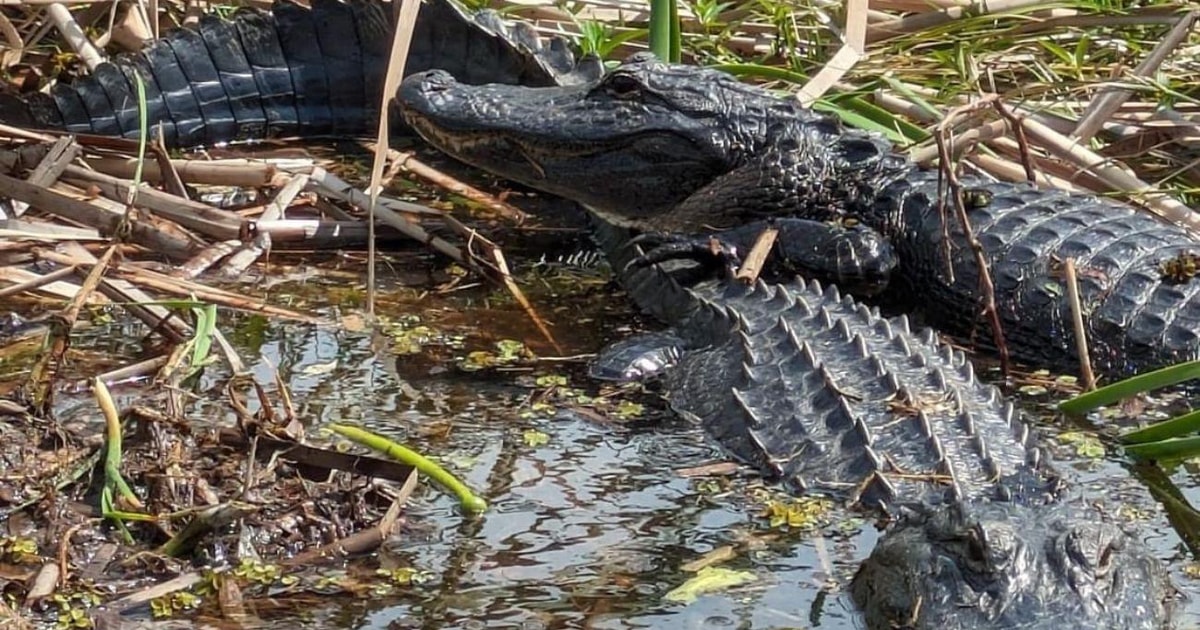 Kissimmee: Everglades Aligator and Wildlife Airboat Tour | GetYourGuide