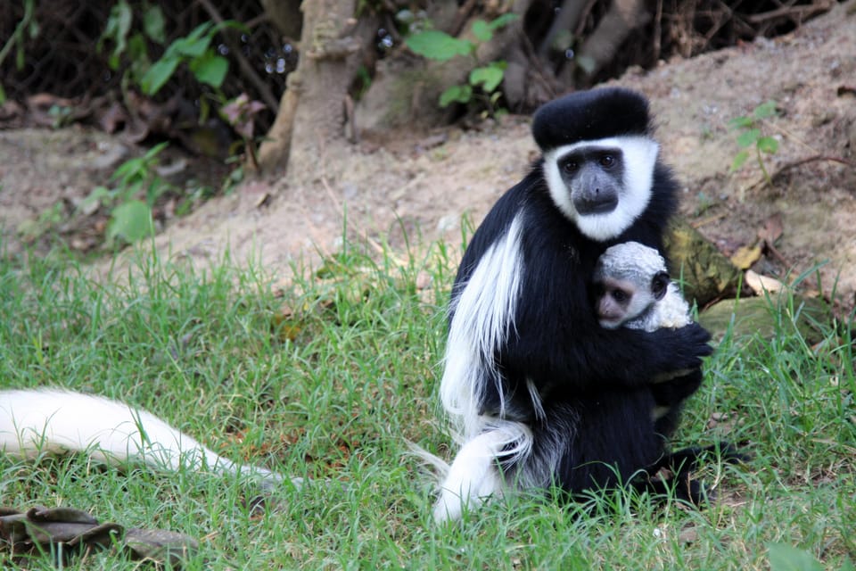 Stunning Views Wonchi Crater Lake a Private Day Trip | GetYourGuide