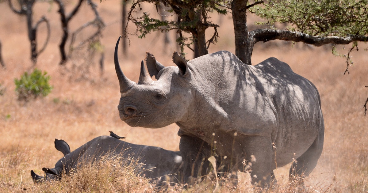 Tagestour zum Ol Pejeta Conservancy von Nairobi aus | GetYourGuide