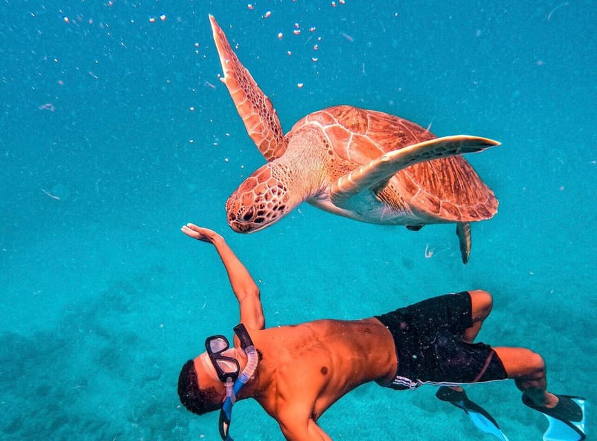 From Mindelo: São Vicente's Enchanting Sea Turtle Snorkeling | GetYourGuide