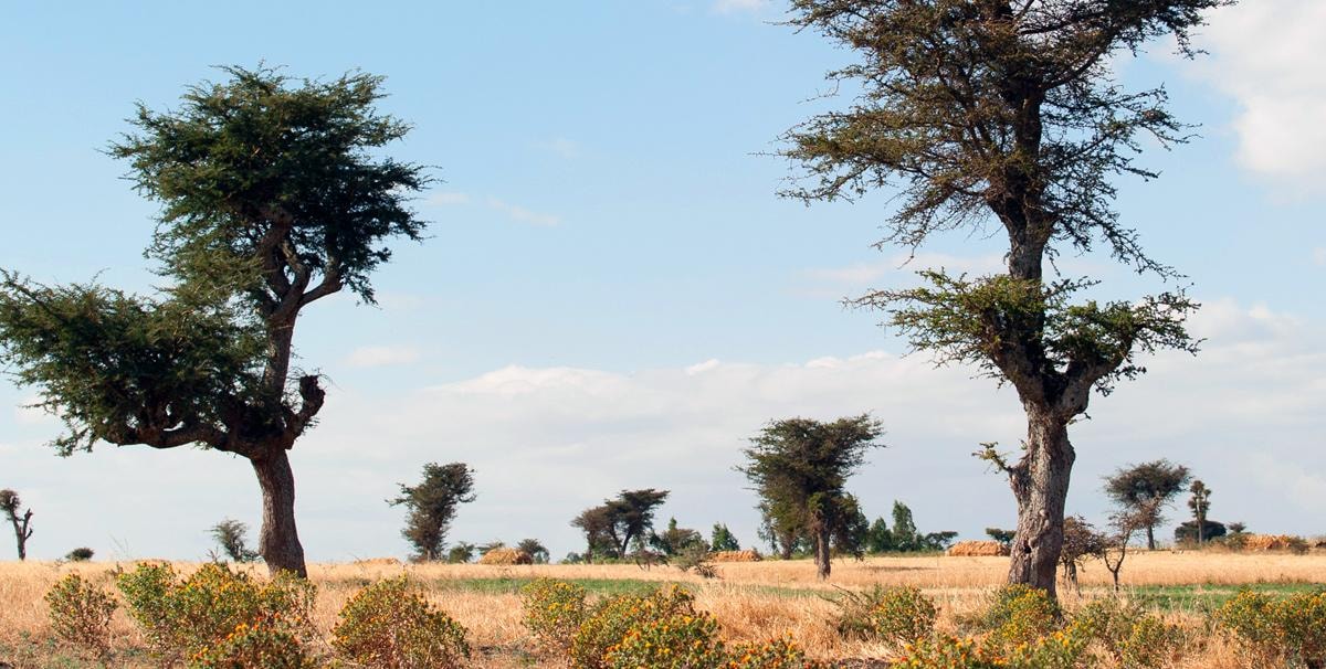 From Addis Ababa: Adadi Mariam, Tiya, and Melka Kunture Day… | GetYourGuide