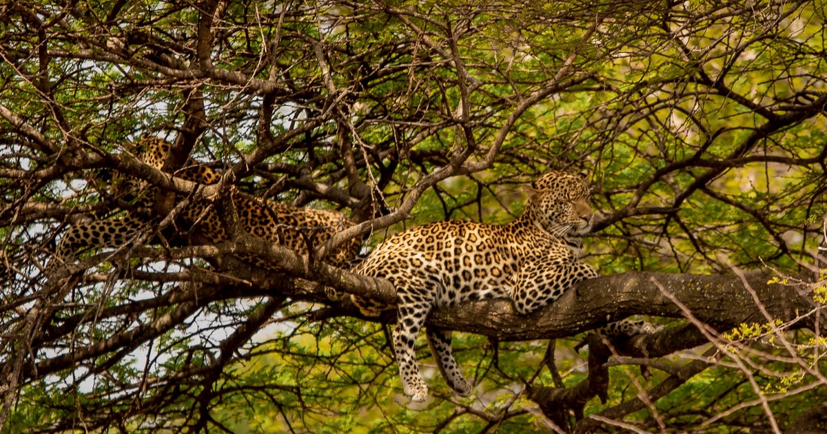 4-Day Fly-in Zanzibar & Fly-out Arusha Bush to Beach Safari | GetYourGuide
