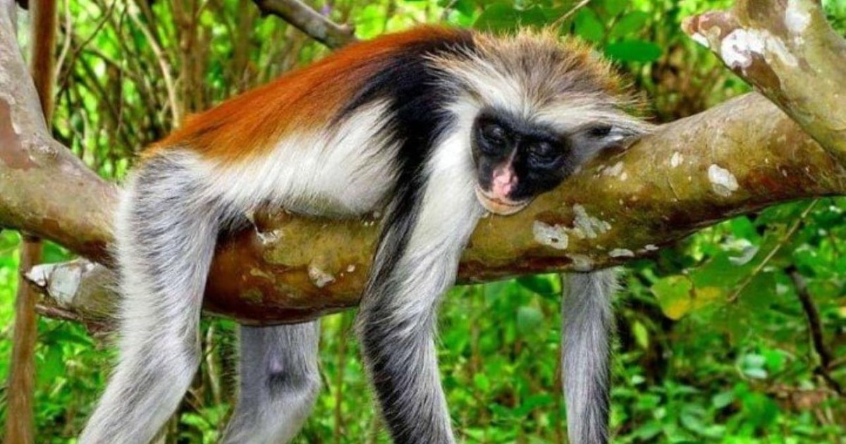 Kuza Cave, Lunch at The Rock Restaurant, Prison Island Tour | GetYourGuide