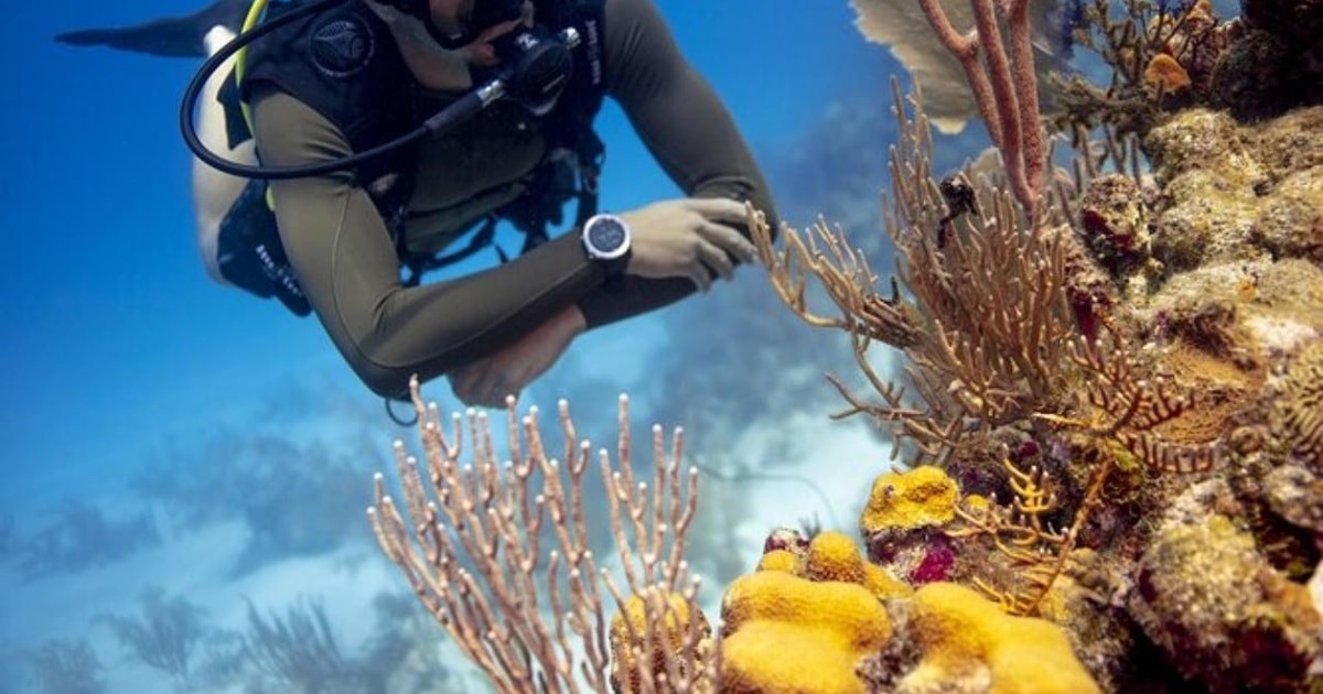 Descubre el buceo en la playa más emblemática de Australia | GetYourGuide