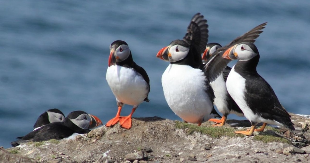 Seahouses: Farne National Trust Bird Sanctuary Tour: Inner Farne ...