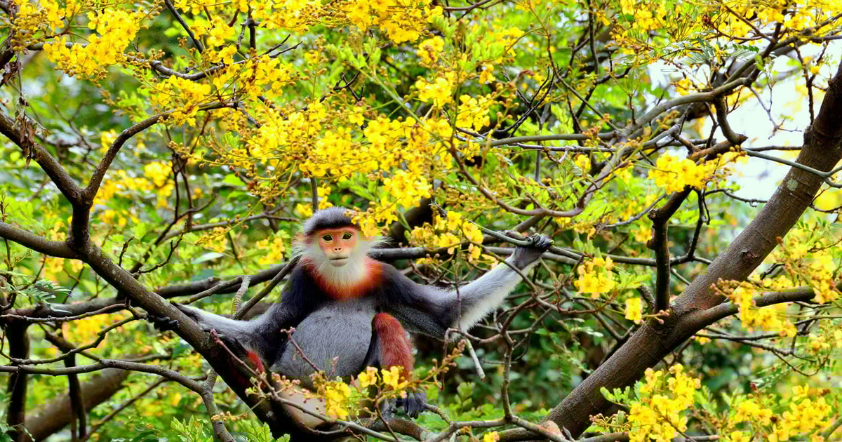 Da Nang: Explore MonkeyMountain & Marble Mountain&AmPhu Cave | GetYourGuide