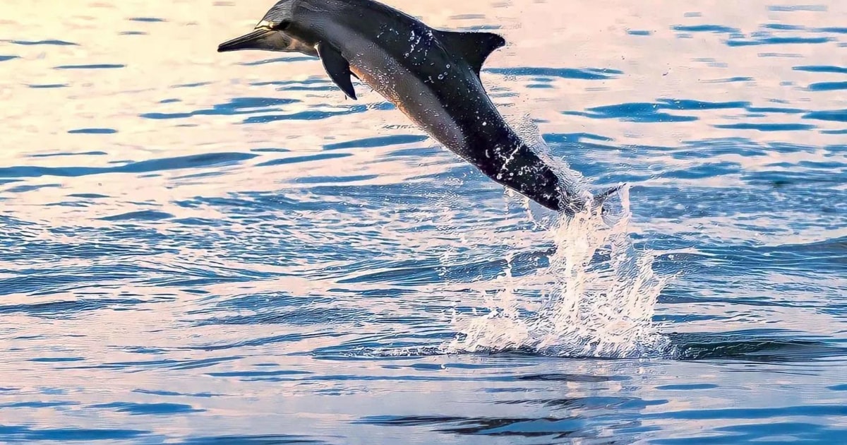 Muscat: Dolphin Watch & Snorkel Excursion | GetYourGuide