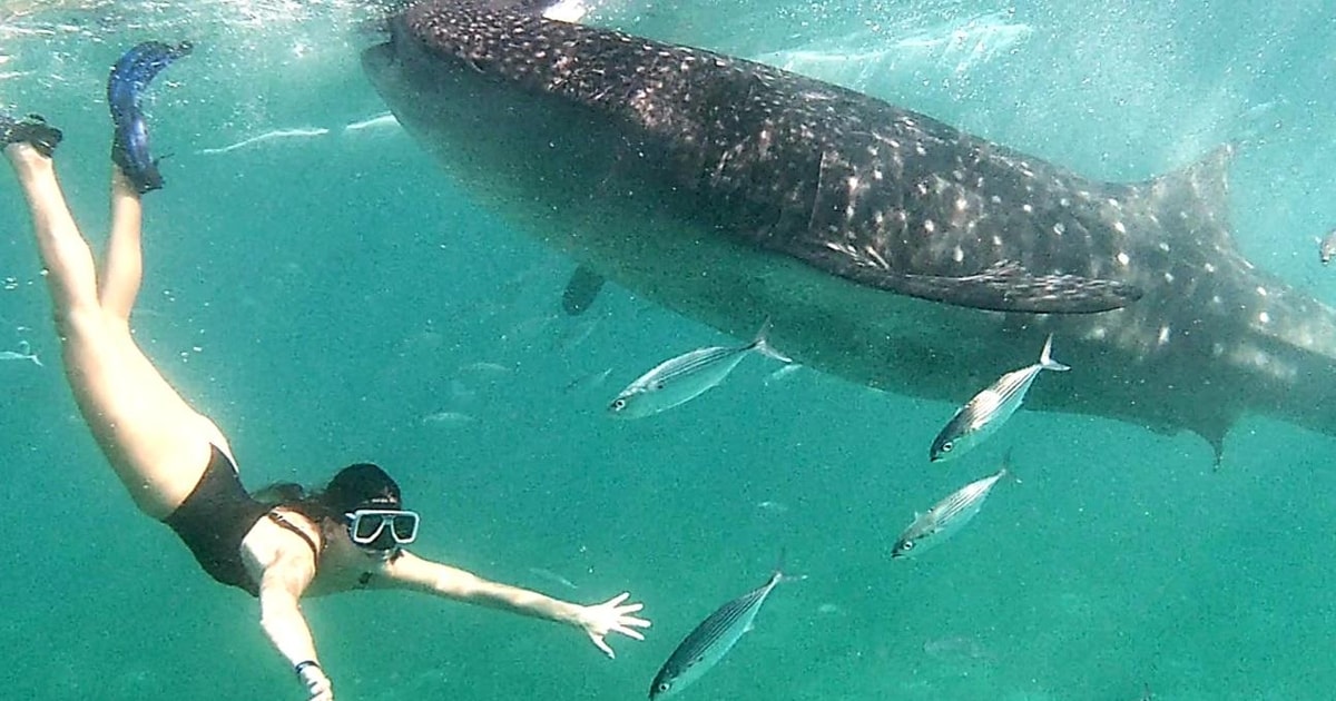 OSLOB: Whale Shark Watching and Moalboal Snorkeling Tour | GetYourGuide