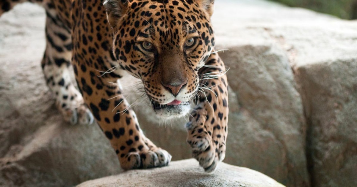 Stoneham, Massachusetts: Stone Zoo Entry Ticket | GetYourGuide