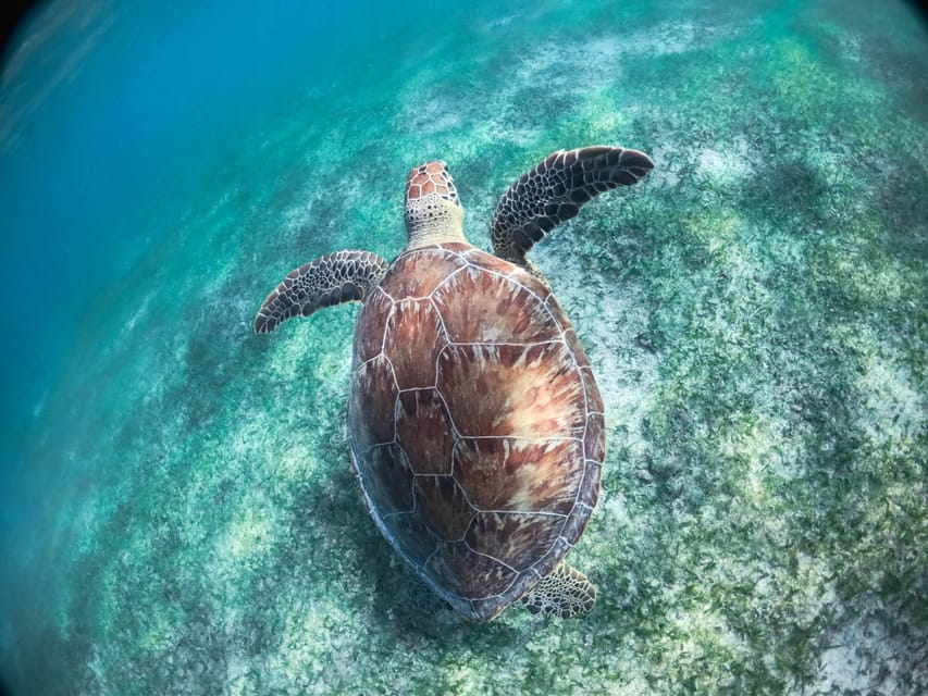 From Cancun/Riviera Maya Snorkel with Sea Turtles & Cenotes | GetYourGuide