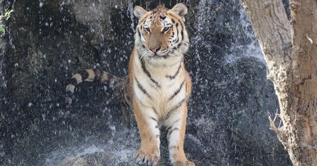 Abu Dhabi: Emirates Park Zoo | GetYourGuide