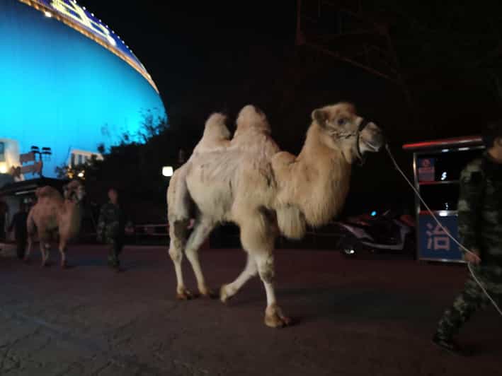 Xi'an Silk Road Show: Legend of Camel Bell Ticket w/Transfer | GetYourGuide