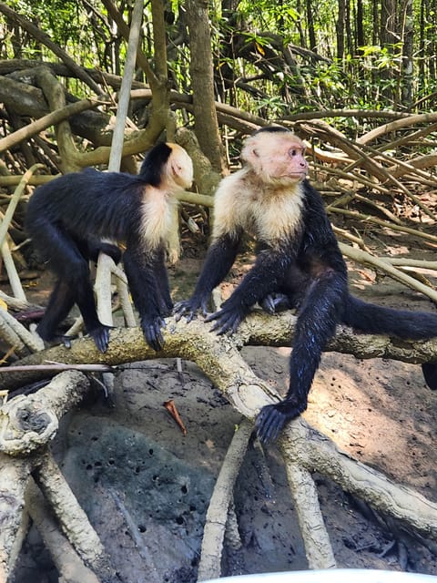 Monkey Mangrove Boat Tour | GetYourGuide