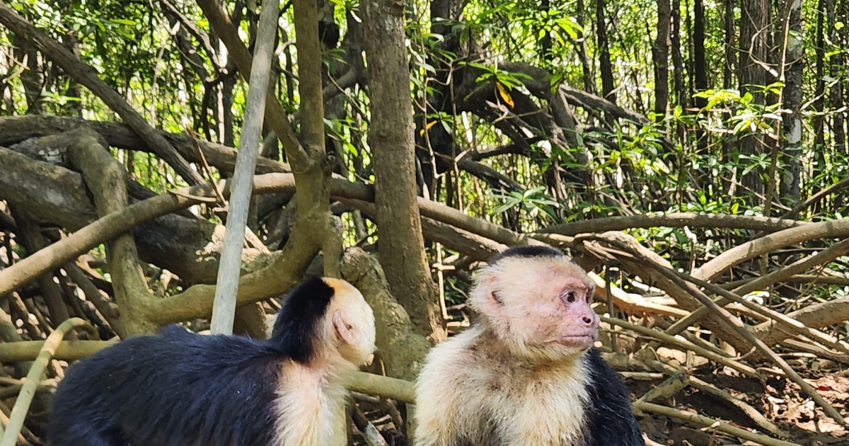 Monkey Mangrove Boat Tour | GetYourGuide