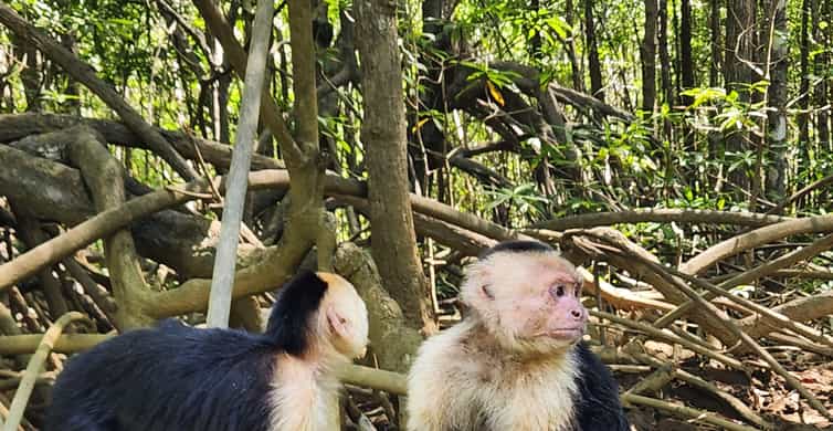 Monkey Mangrove Boat Tour | GetYourGuide