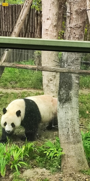 Leshan Grand Buddha Scenic Area and Panda Park Day Tour | GetYourGuide