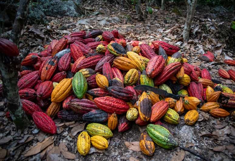 Desde Cusco: Excursión de 2 días a Quillabamba y la Granja de Cacao ...