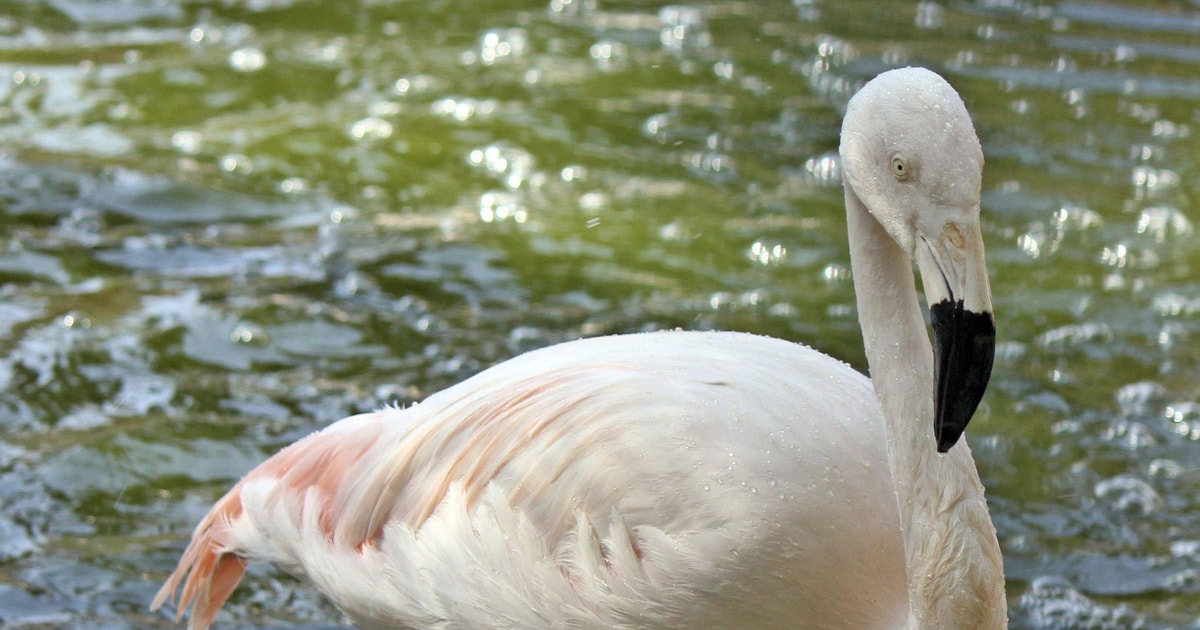 From Agadir: Sous Massa National Park Desert Safari w/Lunch | GetYourGuide