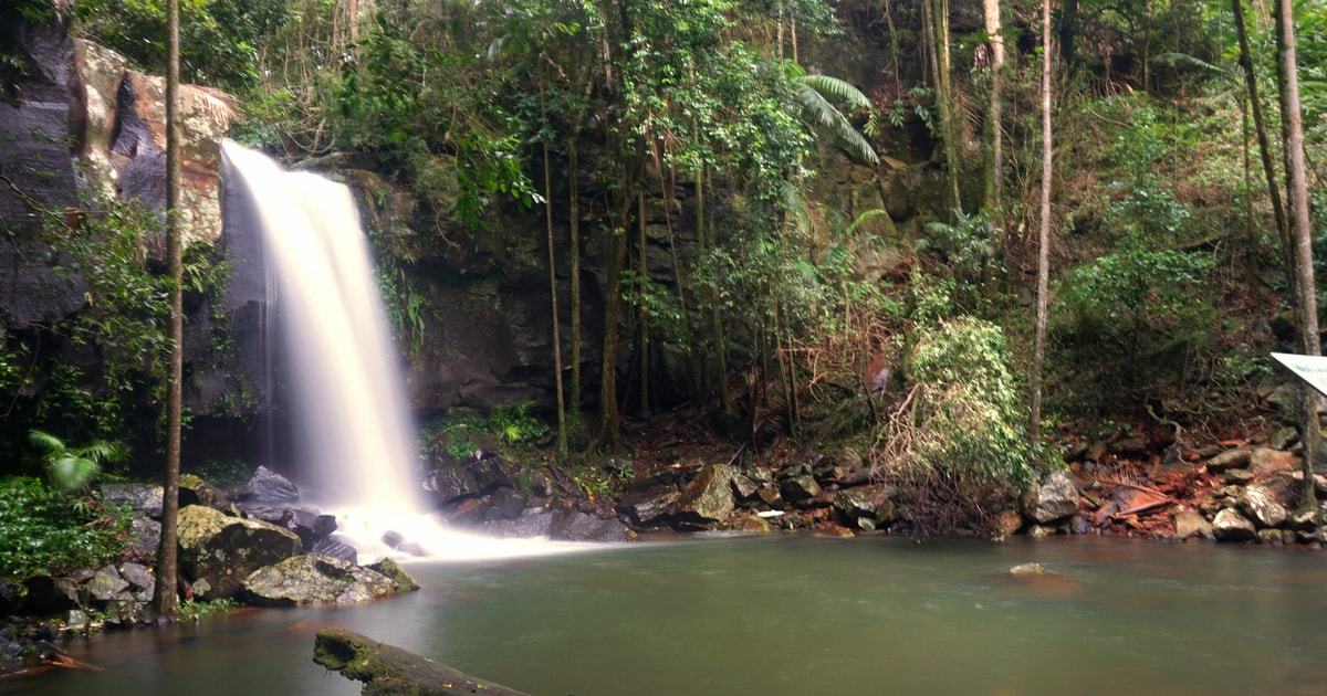 Gold Coast: Glow Worms Day/Night Rainforest & Waterfall Walk | GetYourGuide