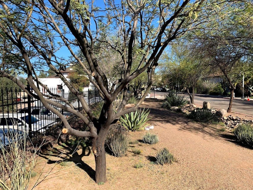 Explore Tucson's Spanish Legacy: A Self-Guided Audio Tour | GetYourGuide