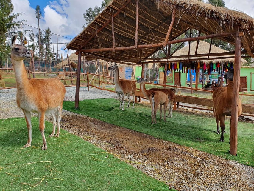 Cusco: Tour to the Alpaca and Llama Farm with weaving tour | GetYourGuide