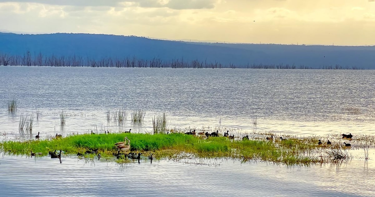 Excursión de un día al Parque Nacional del Lago Nakuru | GetYourGuide