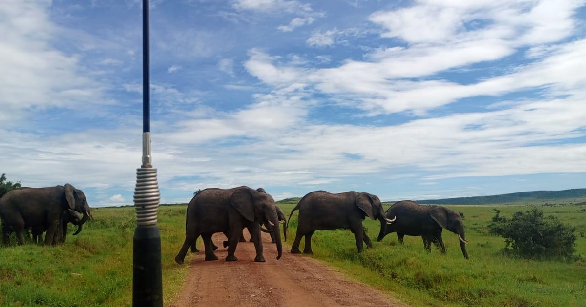 A Full-Day Nairobi tour: Nairobi National Park, | GetYourGuide