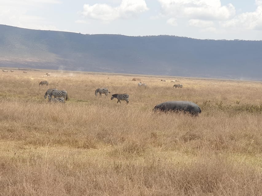 4 Days Masai Mara Wildebeest Migration Safari Getyourguide