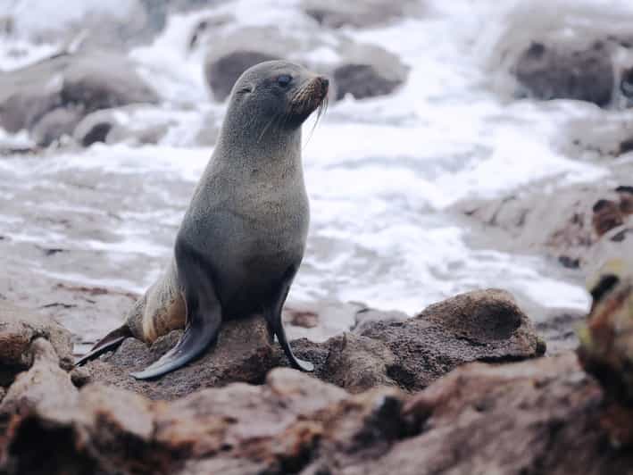 Dunedin: Wildlife and Penguin Tour | GetYourGuide