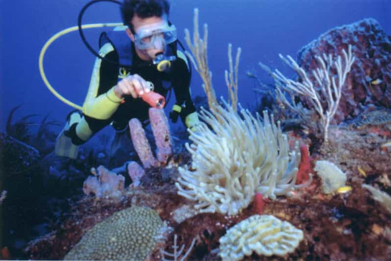 Half-Day Tour Dive Adventures Double Tank Dive | GetYourGuide