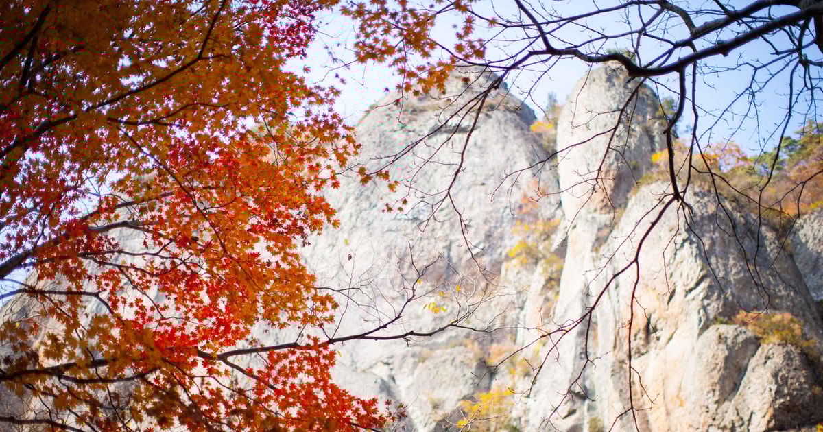 Busan: Mt. Jiri or Juwangsan National Park Fall Colors Tour | GetYourGuide