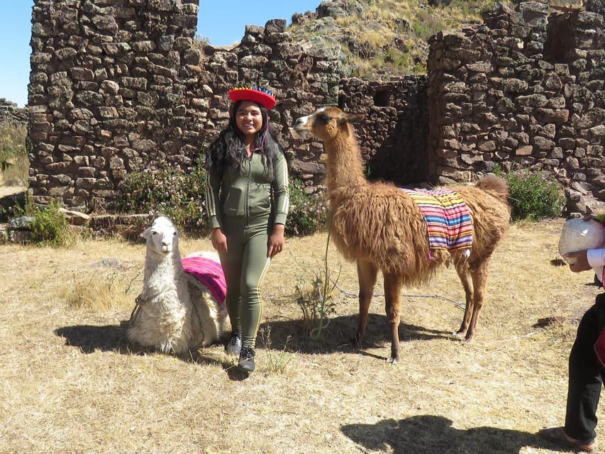 Cusco: Alpaca Therapy in the Cuyo Chico community |Half day| | GetYourGuide
