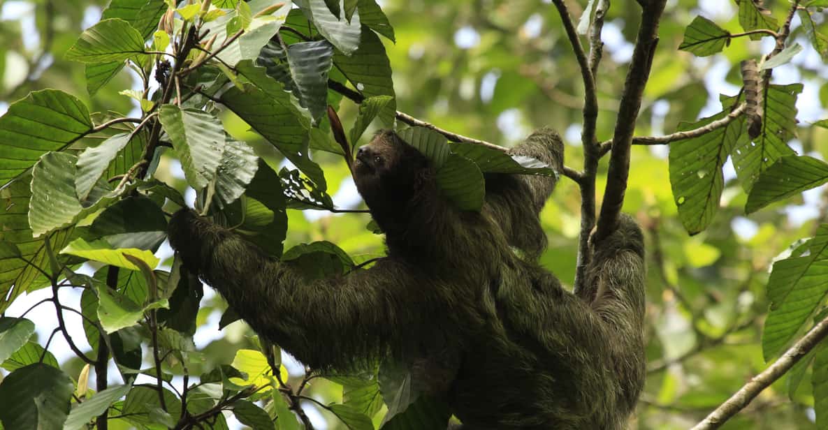 Costa Rica: Sloth Watching and Coffee, Chocolate, and Sugar… | GetYourGuide