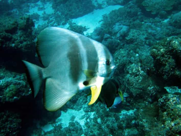 Bali : Sea Walker! Enjoy an underwater walk experience | GetYourGuide