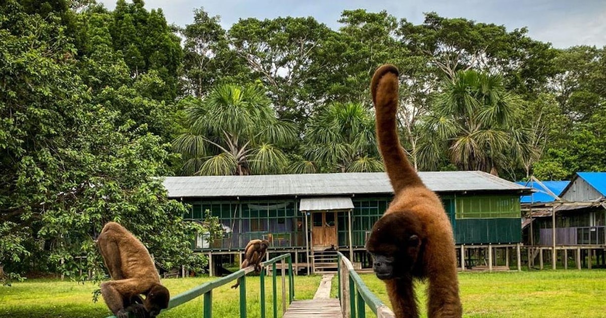 Excursie de 3 sau 4 zile în pădurea Yanamono | GetYourGuide