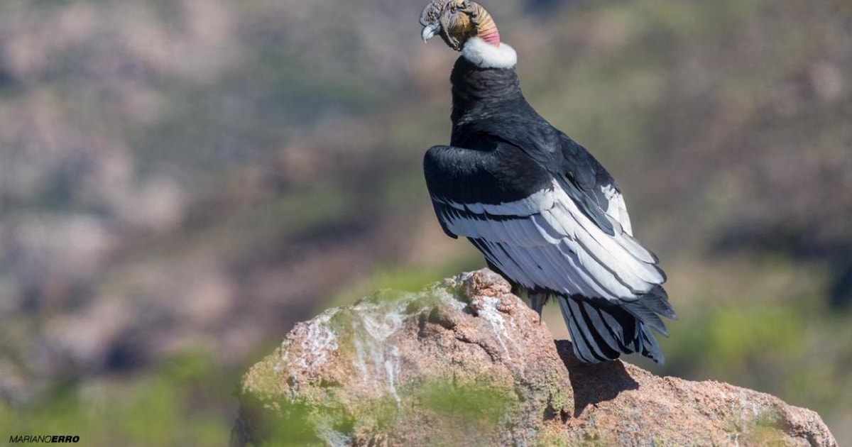 Zoo: Animal Sanctuary and Condor Flight in Cusco | GetYourGuide