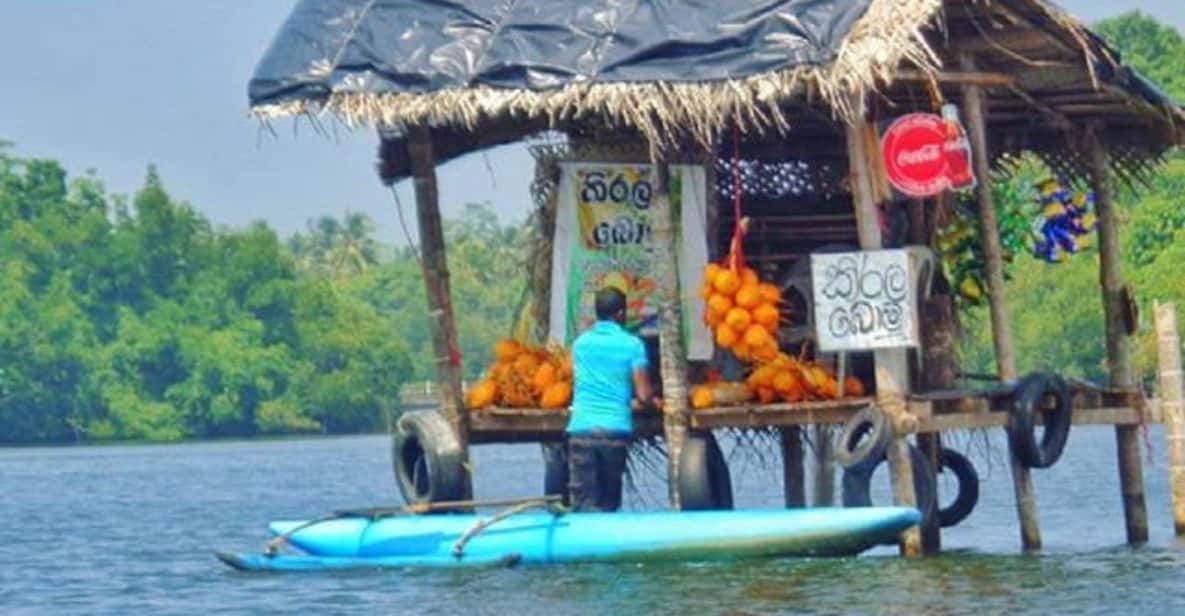 From Colombo: Exclusive Madu River Safari & Turtle Hatchery | GetYourGuide