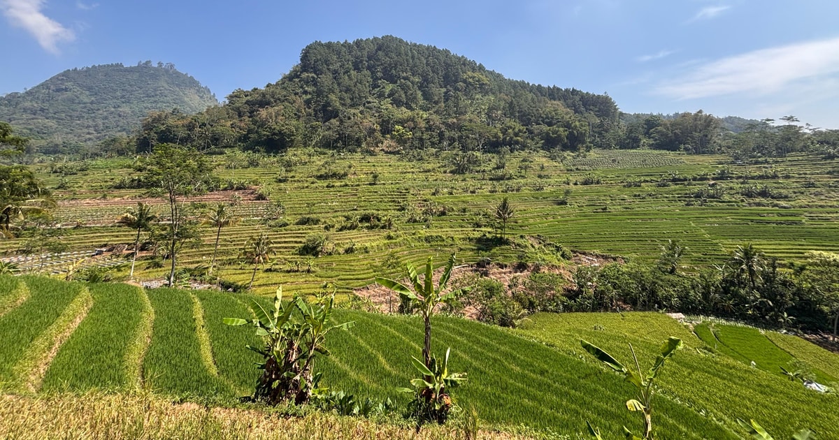 Yogyakarta: Rice Terrace Trek All Inclusive Guided Tour | GetYourGuide