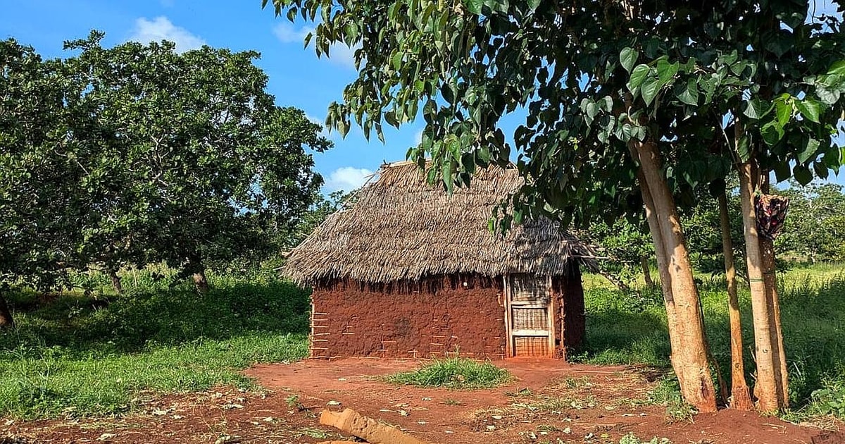 Malindi: Mijikenda Village Tour with Dance and Rituals | GetYourGuide