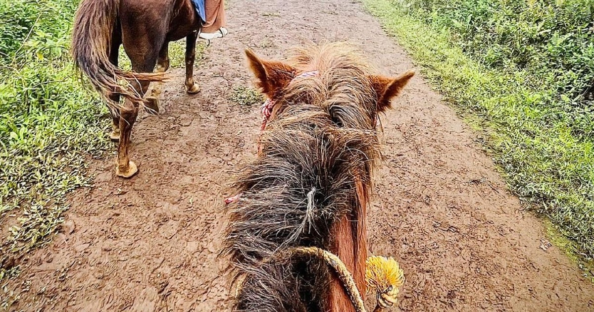 Galapagos horse riding the ridges of Sierra Negra Volcano | GetYourGuide
