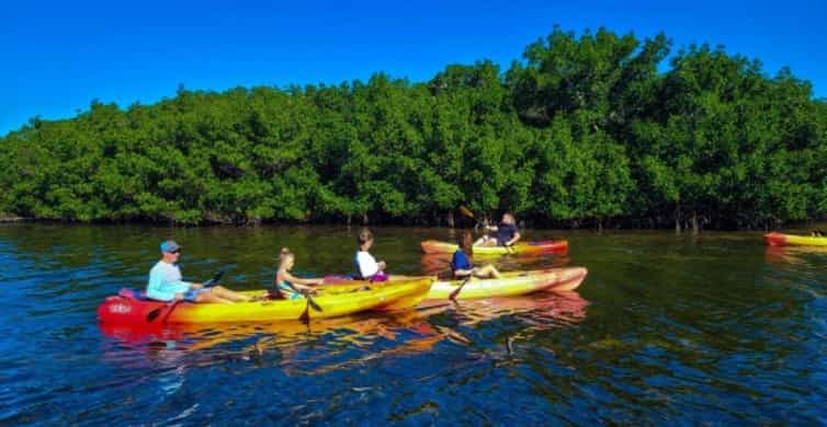 Siesta Key: Mangrove Kayak or Paddleboard Tour | GetYourGuide