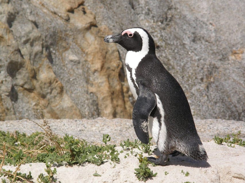 Cape Town: Cape Point, Penguins And Wine Tasting | GetYourGuide