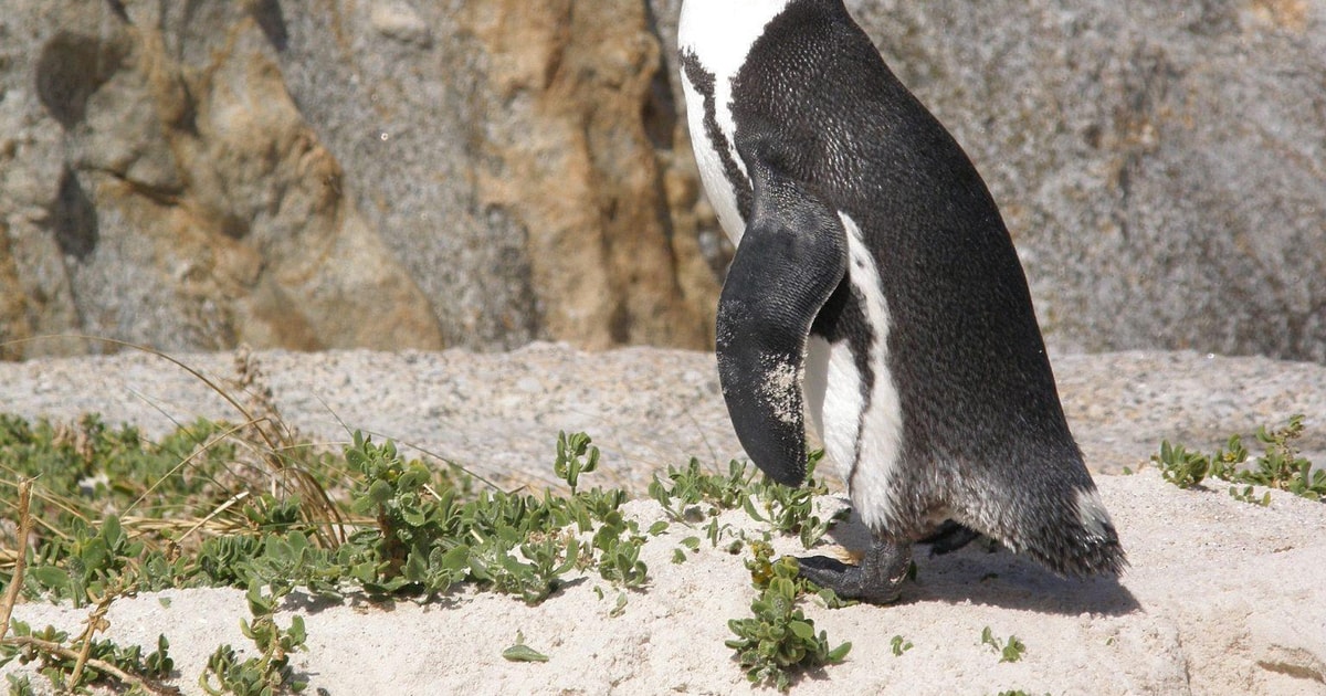 Cape Town: Cape Point, Penguins And Wine Tasting | GetYourGuide