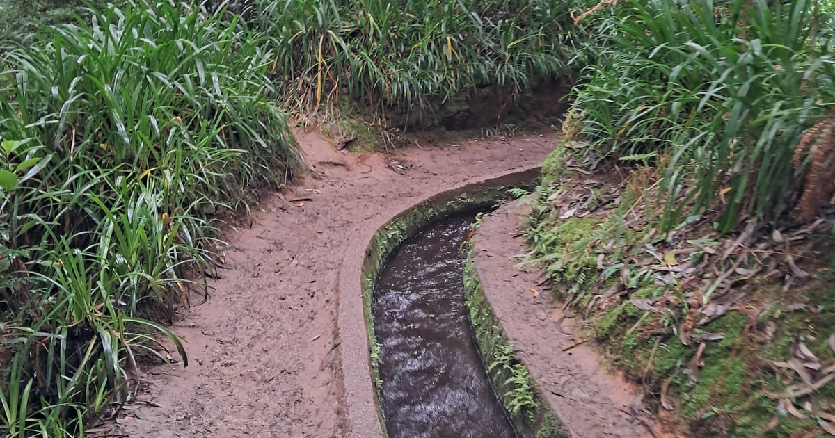 Madeira: Geführte Wanderung auf dem Levada do Rei mit Abholung vom ...