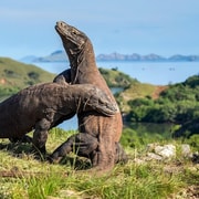 Labuan Bajo: A Day Tour of Komodo Island with 6 Destinations | GetYourGuide