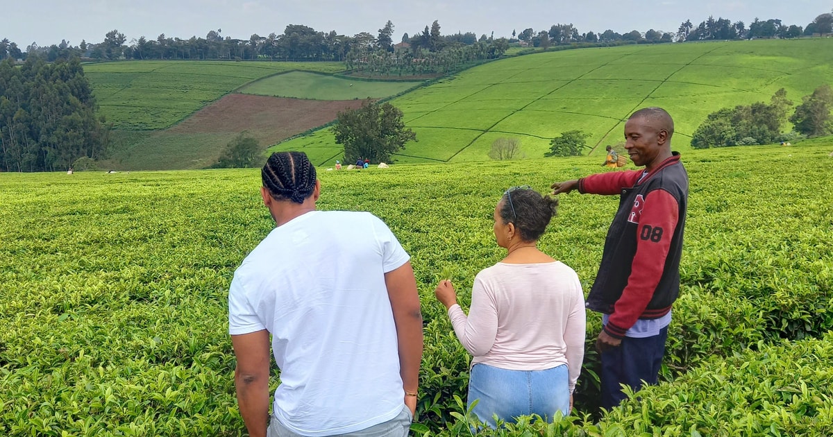 Nairobi: Half day tea farm tour with lunch and tea tasting. | GetYourGuide
