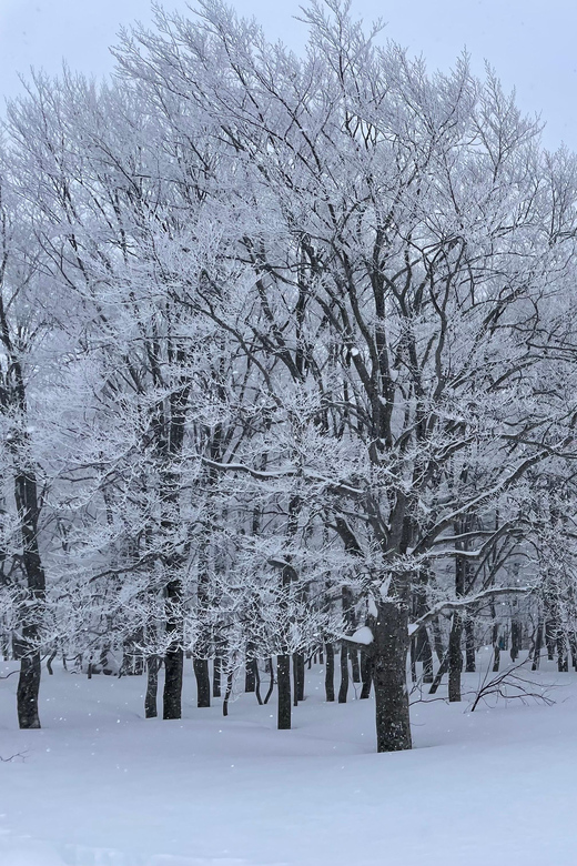 Aomori: Winter Bites ; probiere den lokalen Geschmack im Schnee Trek ...